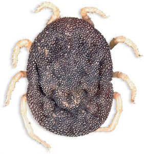 Tick Types | Tick-Borne Conditions United