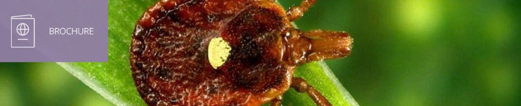 Alpha-gal Syndrome Brochure | Tick-Borne Conditions United